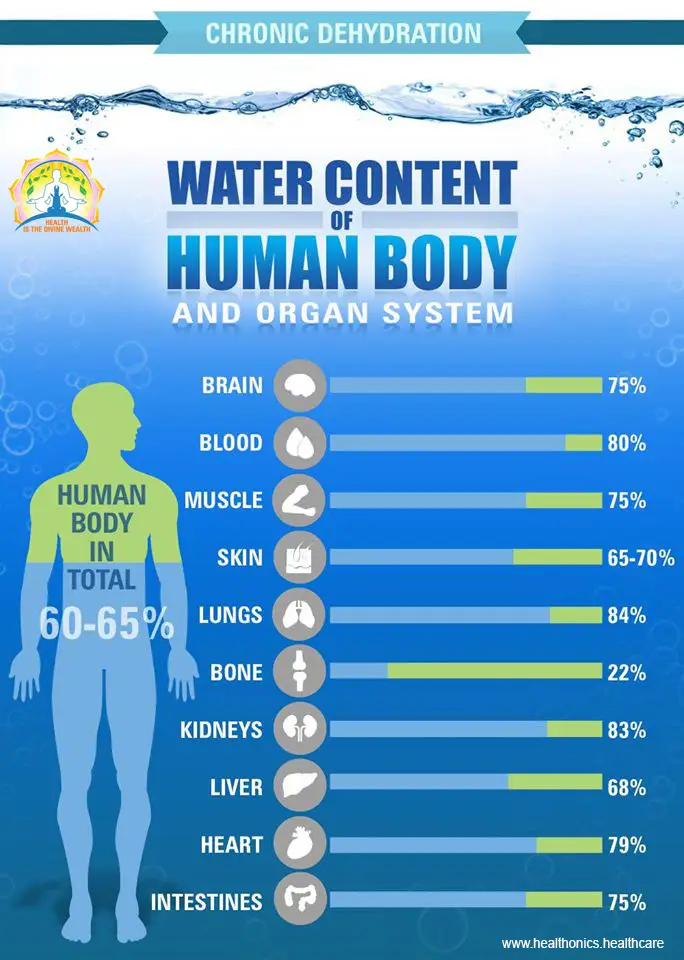 Infographics For Water Content In Human Body Infographics For Water Content In Human Body